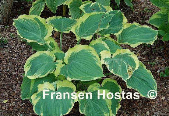 Hosta Orion's Belt - Fransen Hostas